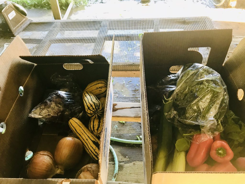 CSA boxes - Horton Road Organics