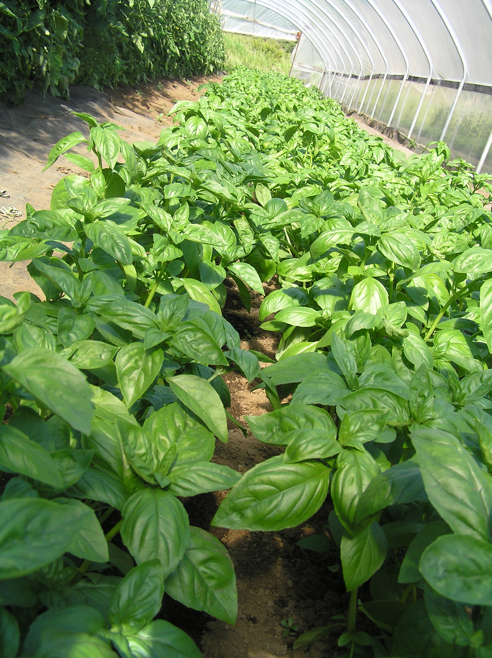 Basil - By the bunch - Horton Road Organics